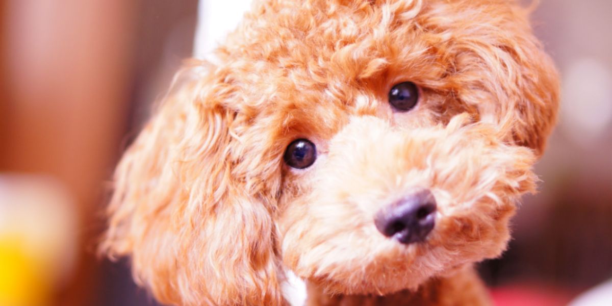 Longest-living dog breeds | 99.5 The WORD - Honolulu, HI