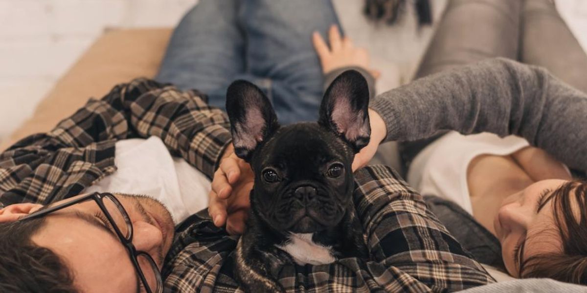 Most popular house-friendly dogs | 99.5 KKLA - Los Angeles, CA