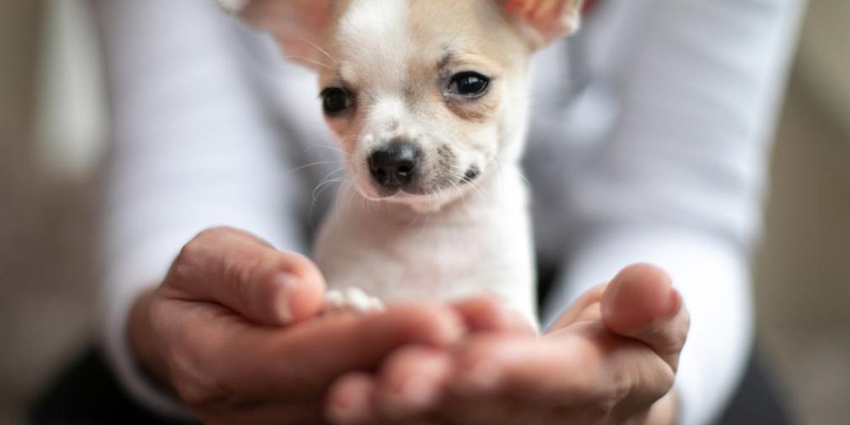 Most popular small dog breeds | The Mission WMCA - New York, NY