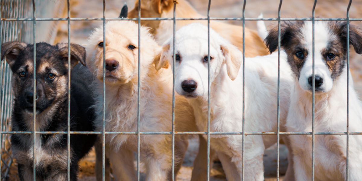 25 facts about animal shelters in America | 105.1 FM WAVA - Washington ...