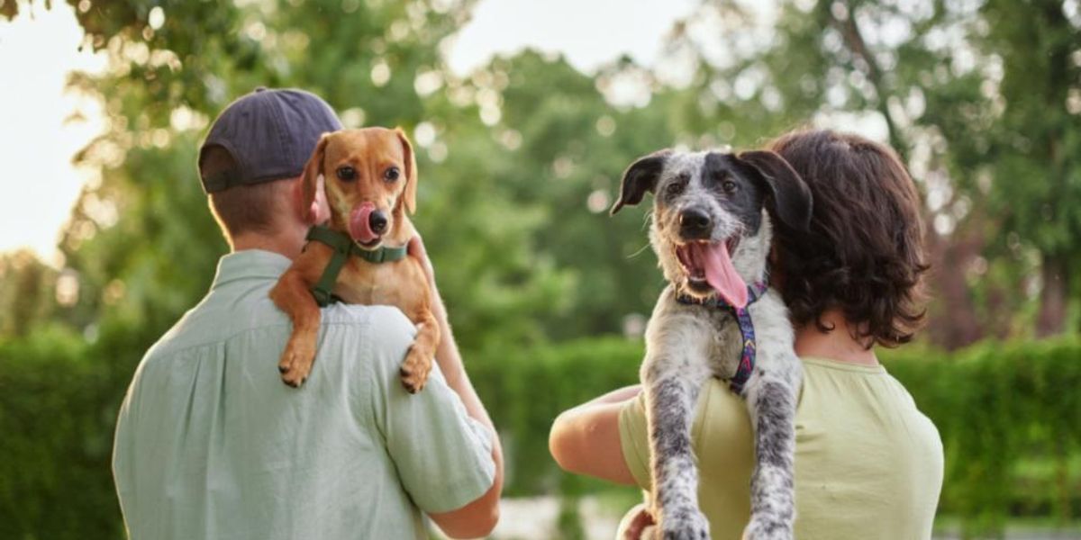 Despite more dogs finding their forever homes, here's why shelters are ...
