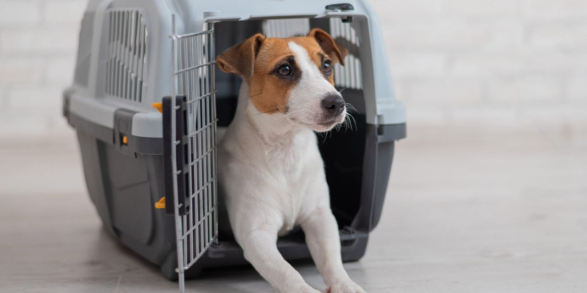 Flying with pets for the holidays? Check pet policies on the largest ...