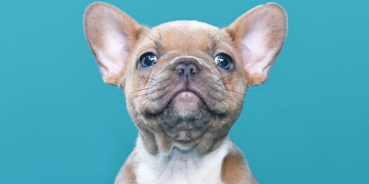 What America's most popular dog breeds look like as puppies | WTBN-AM ...