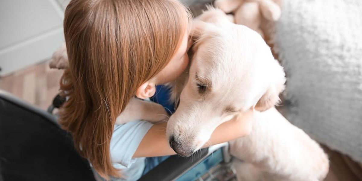 Learn about what service dogs can do, and what it takes to certify and ...