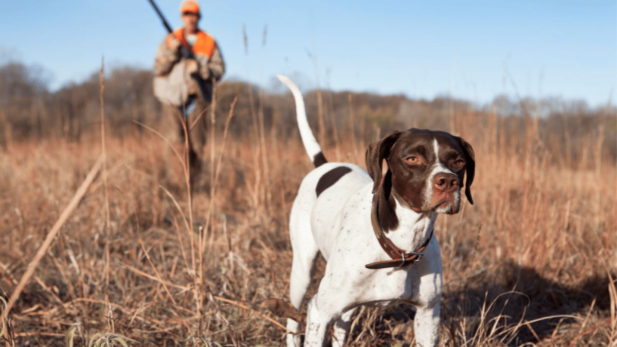 Best dog breeds for hunting | AM 560 The ANSWER - Chicago, IL