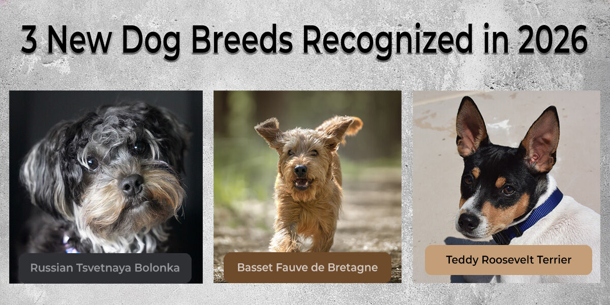 Every New Dog Breed Recognized in 2026 | The Mission WMCA - New York, NY