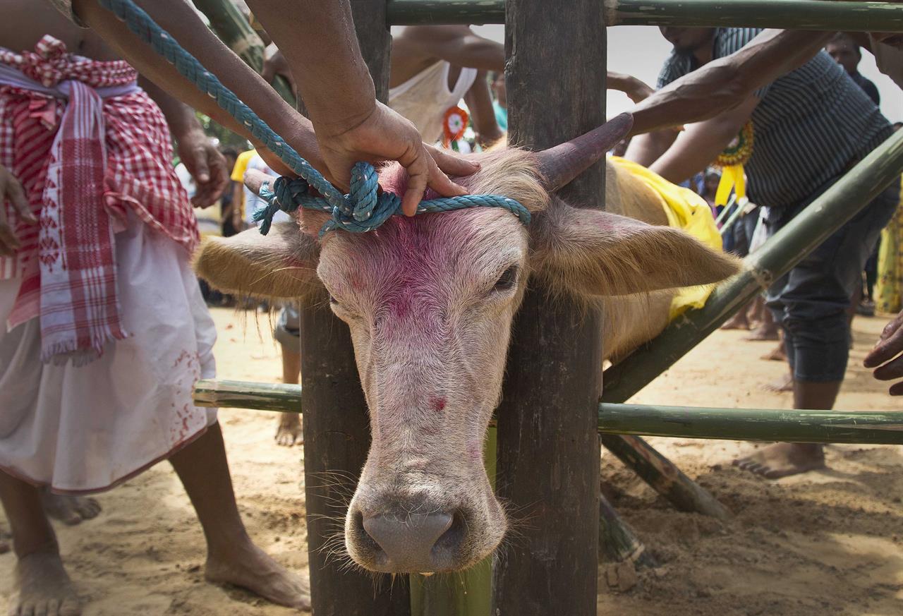 AP PHOTOS Animals Decorated And Sacrificed In Hindu Ritual KDOW AM AP PHOTOS Animals Decorated And Sacrificed In Hindu Ritual KDOW AM